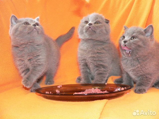 Мордастики щекастики