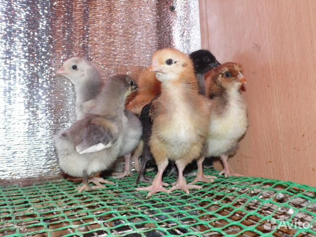 Яйцо разное. Малявочки. Обмен