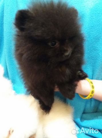 Шпица померанского девочка черная