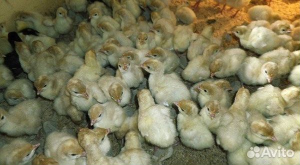 Индюшата Гусята Утята опт