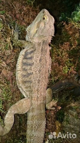 Агама Бородатая