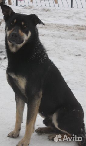 Пес Верный ищет верного хозяина