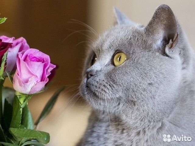 Киса Алиса ищет жениха