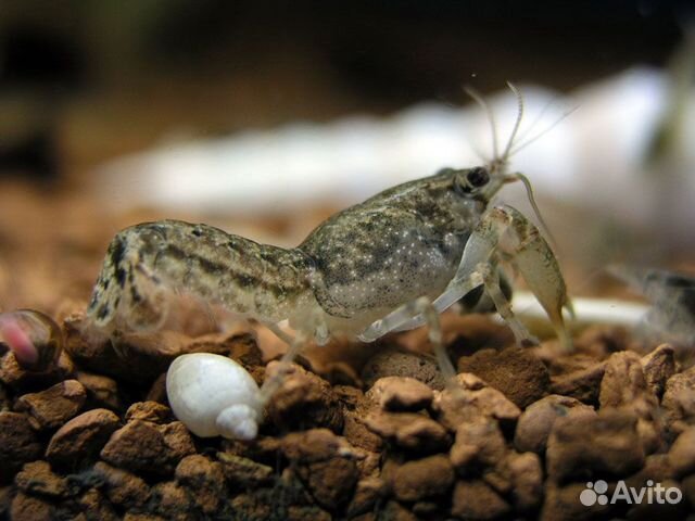 Рачки в общий аквариум