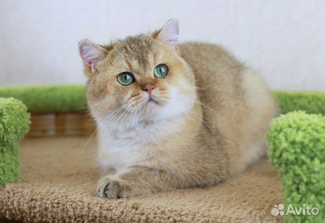 Золотистая шиншилла британец кот-производитель
