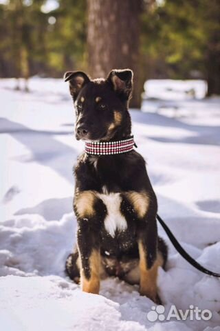 Щенок-звонок идеально для будки