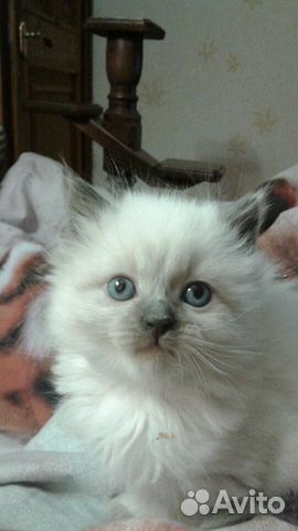 Котята изумительные "Невская маскарадная"