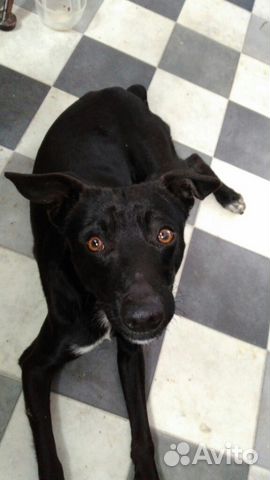 Ищет дом небольшой песик Карай