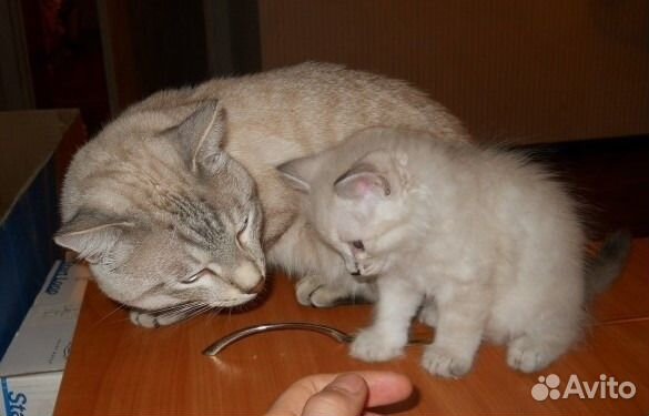 Тайские seal-tabby point Сил-тебби поинт