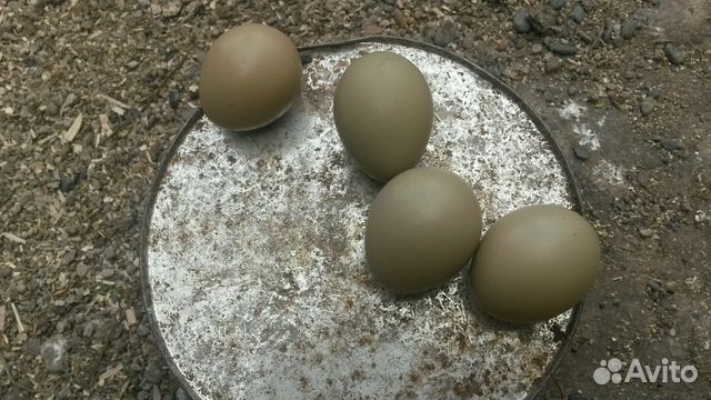 Фазан охотничий