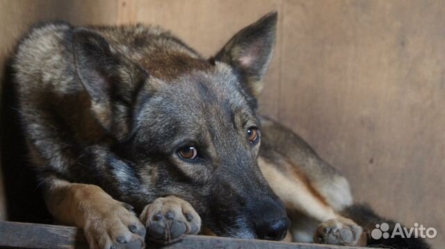 Артур ищет дом