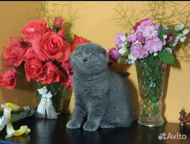 Породные, упитанные и воспитанные