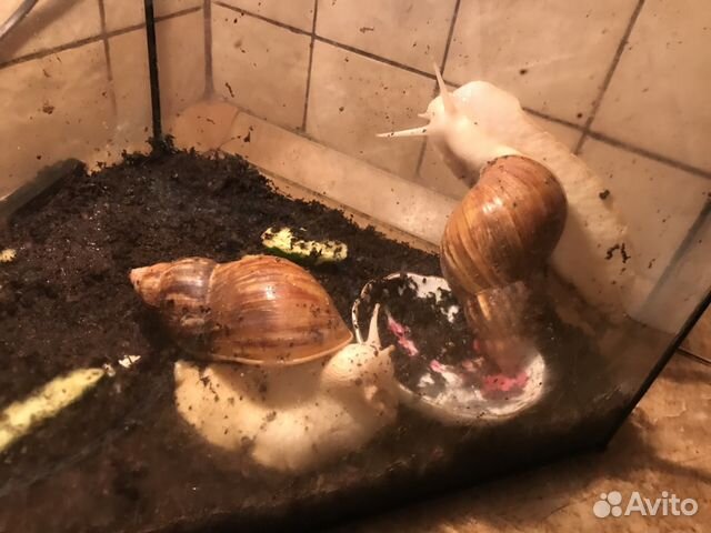 Улитки Ахатины