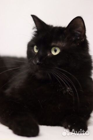 Брутальный красавчик Феллини