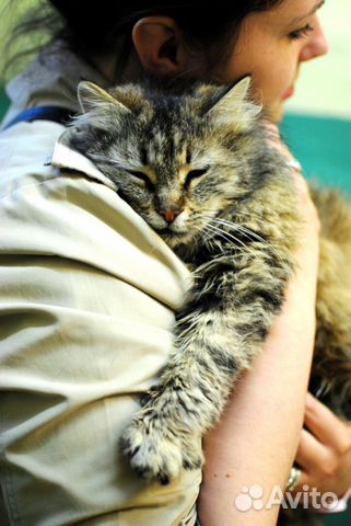 Неимоверно пушистая сибирячка ищет дом