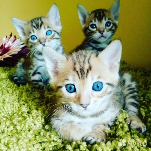 Продажа и резерв бенгальских котят