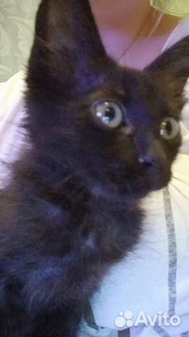 Черного котенка в дар