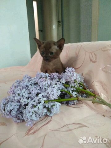 Бурманские малыши