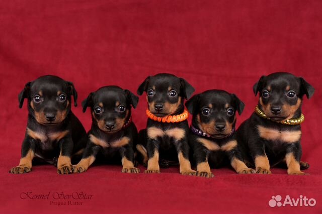 Пражский крысарик / Мини доберманчик
