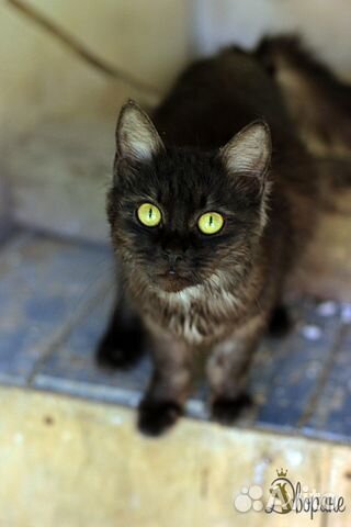 В дар кошечка Марьяна