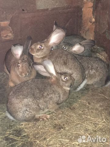 Чистопородные кролики