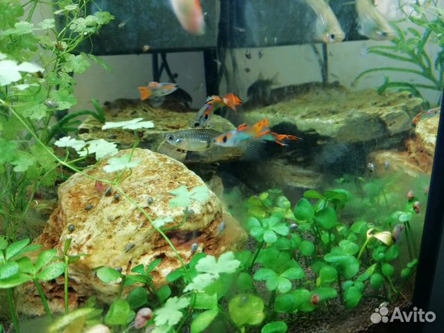 Гуппи эндлера