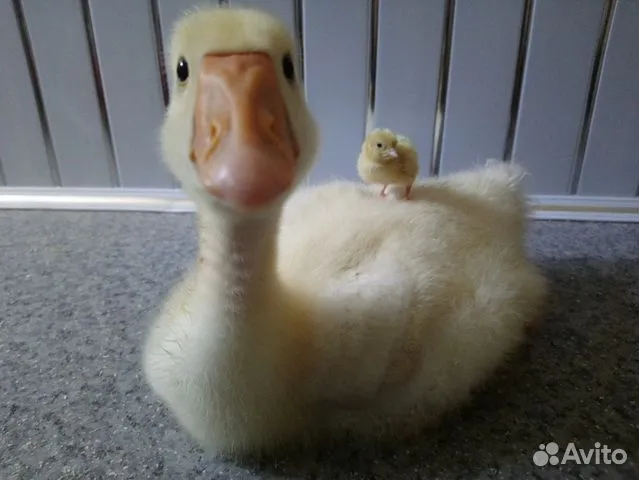 Перепела техасские белые