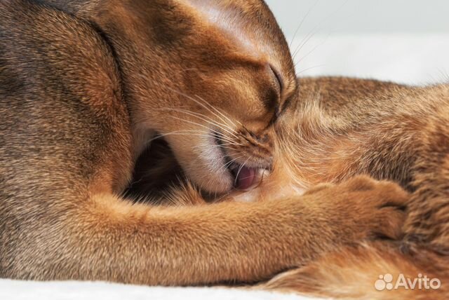 Дикие абиссинские котята из питомника CFA