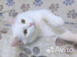 Бархатная нежная белая кошка Лапа
