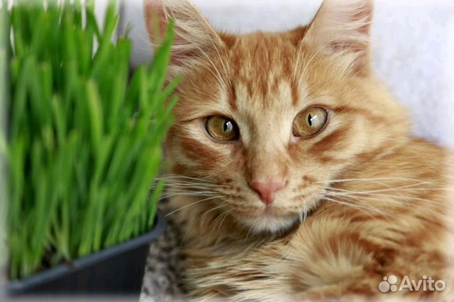 Котик в добрые руки