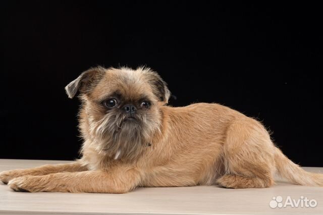 Брюссельский гриффон вязка