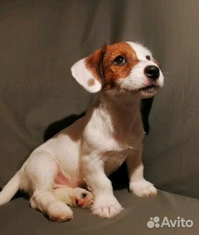 Лапочка Британи