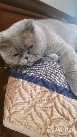 Кошка шотландская лиловая
