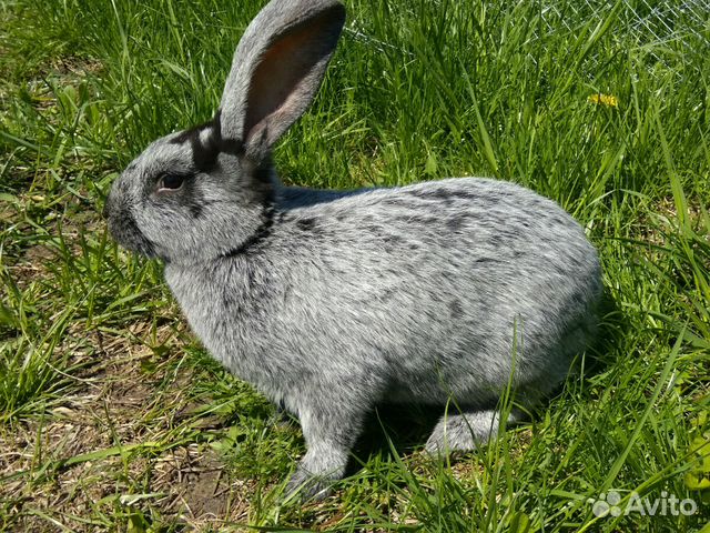 Племенные кролики порода Серебристый