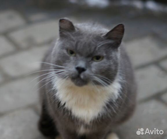 Ласковая Дымка, стерилиз, 2 годика. Приют