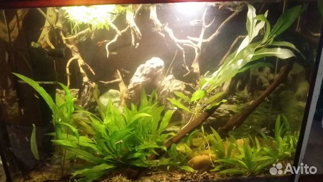 Аквариум целиком