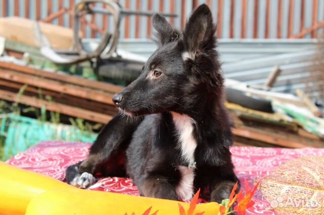 Миниатюрная девочка - Лисичка по имени Леся