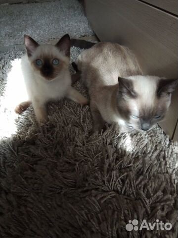 Котенок Гав