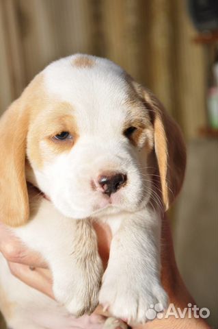 Щенки бигль, биколор мальчик и девочка