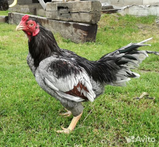 Петух породы Корниш