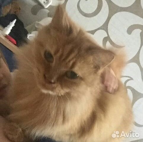 Шотланская кошечка Марго