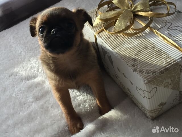 Рыжая девочка и чёрный мальчик пти брабансоны