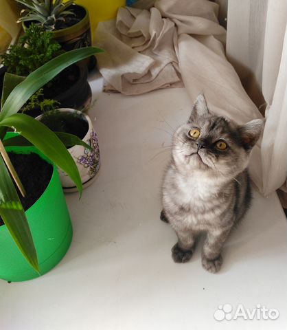 Продам британских короткошерстных котят