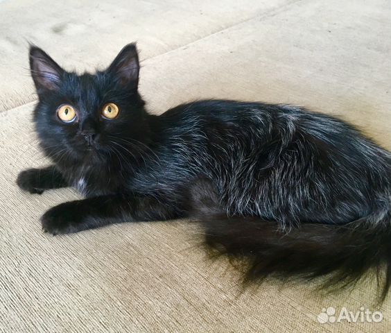Кошка чернобурого окраса ищет дом