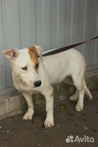 Рица, поместная девчушка, 9 мес