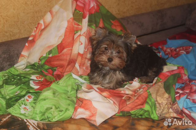 Щенок йорка Красивая девочка с документами РКФ