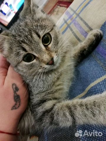 Дымчатая красавица