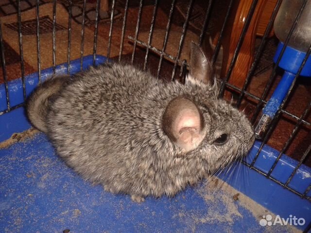 Продам шиншиллу мальчик 6мес