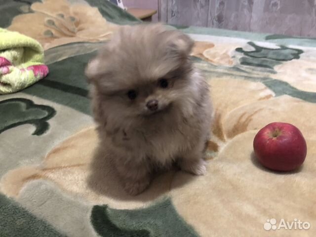 Щенок цверг шпиц