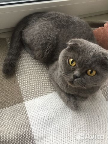 Британец вислоухий